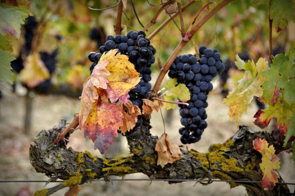 La Uva Tempranillo, La Gran Protagonista - Bodegas Puelles