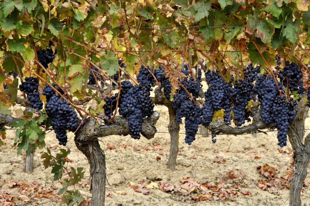 La Uva Tempranillo, La Gran Protagonista - Bodegas Puelles